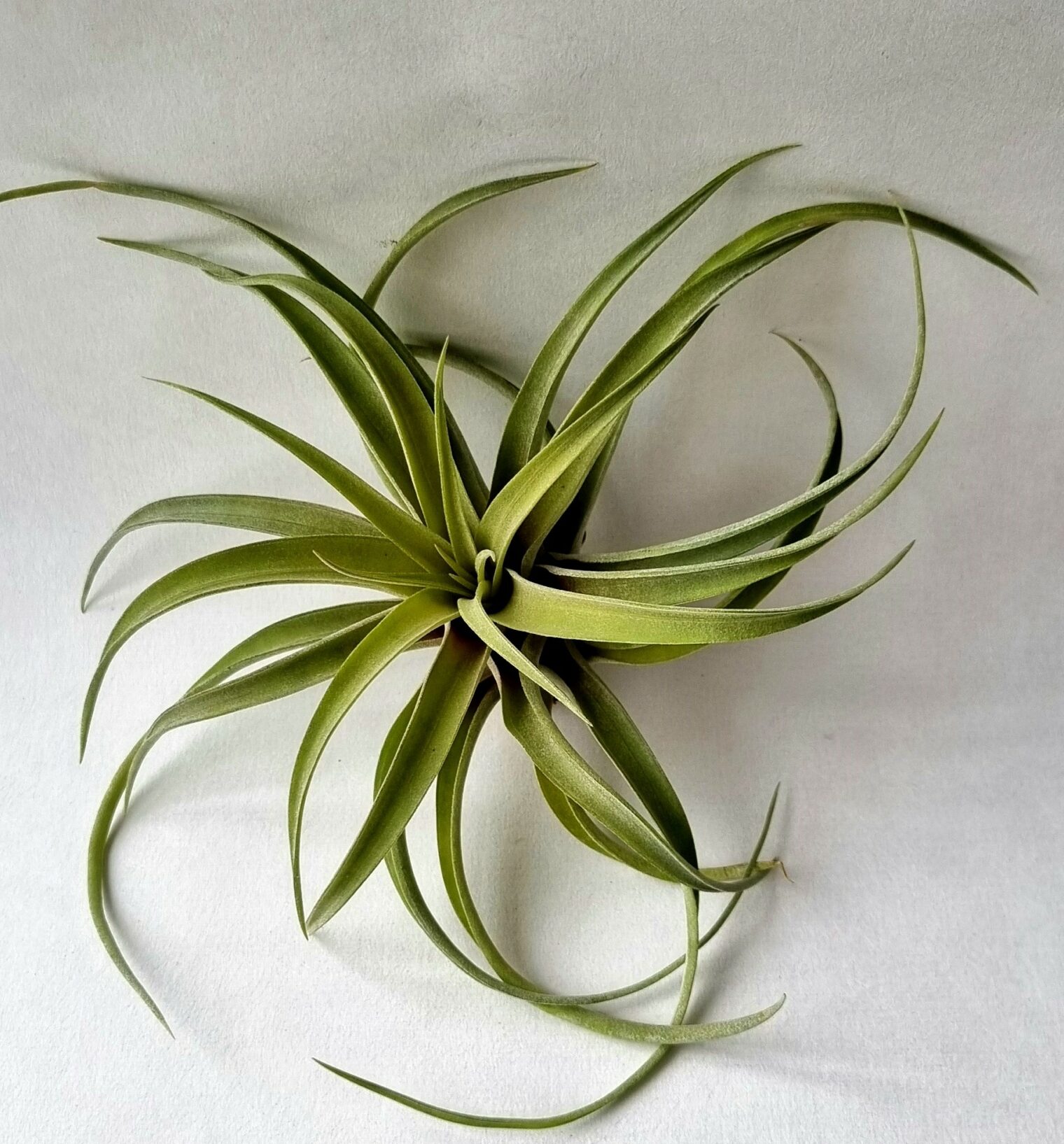 Tillandsia capitata Peach - Les Jardins Voyageurs, vente plantes rares ...