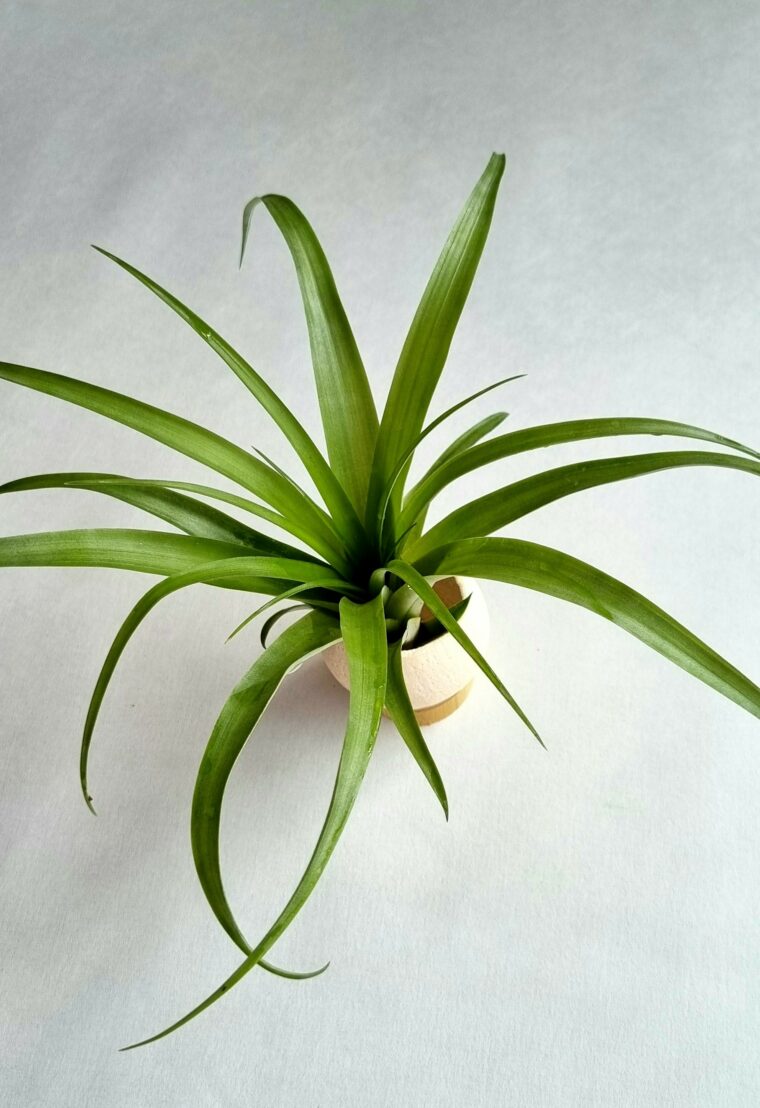 Tillandsia Flabellata rubra - Les Jardins Voyageurs, vente plantes ...