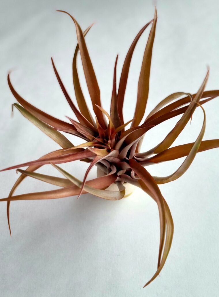 Tillandsia Capitata red star - Les Jardins Voyageurs, vente plantes ...